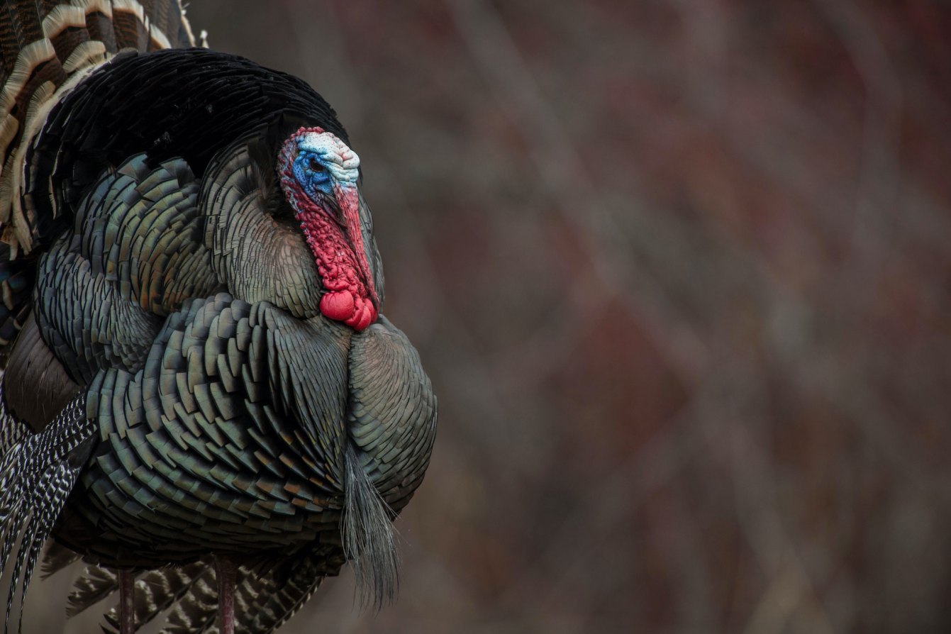 The Case for Banning Reaping and Fanning Turkeys | Outdoor Life