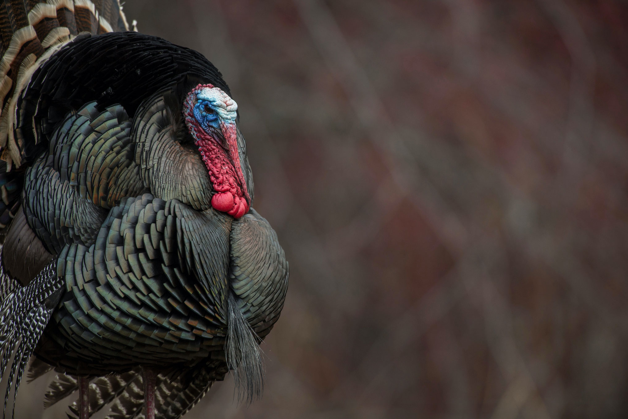 The Case for Banning Reaping and Fanning Turkeys | Outdoor Life
