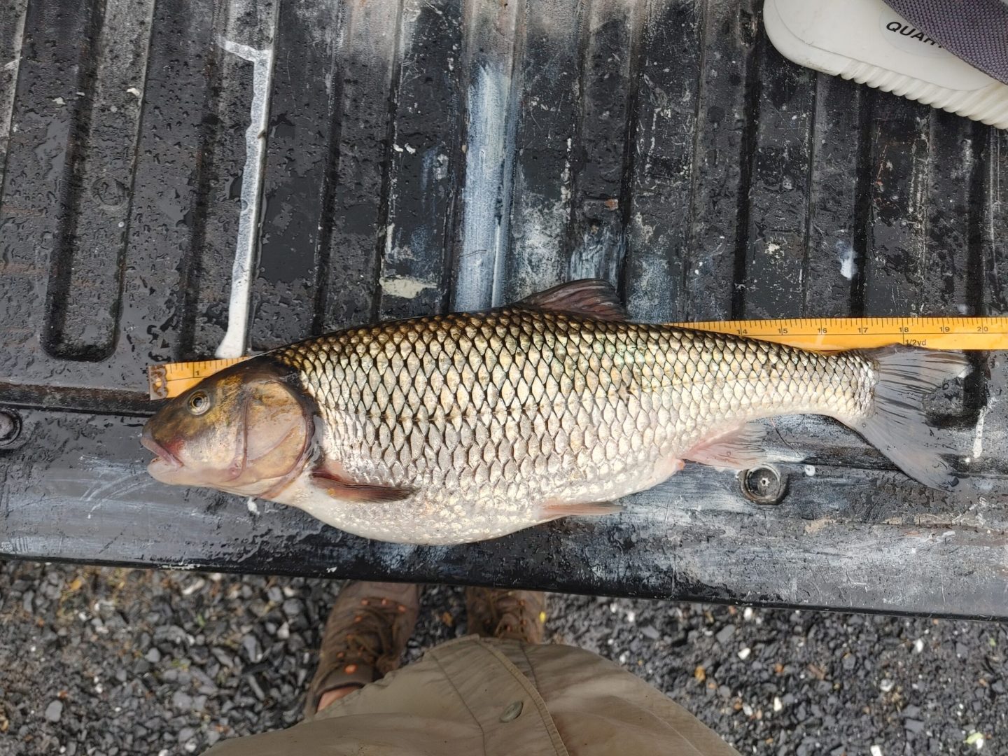 Virginia Angler Catches World-Record Fallfish in Two Casts | Outdoor Life