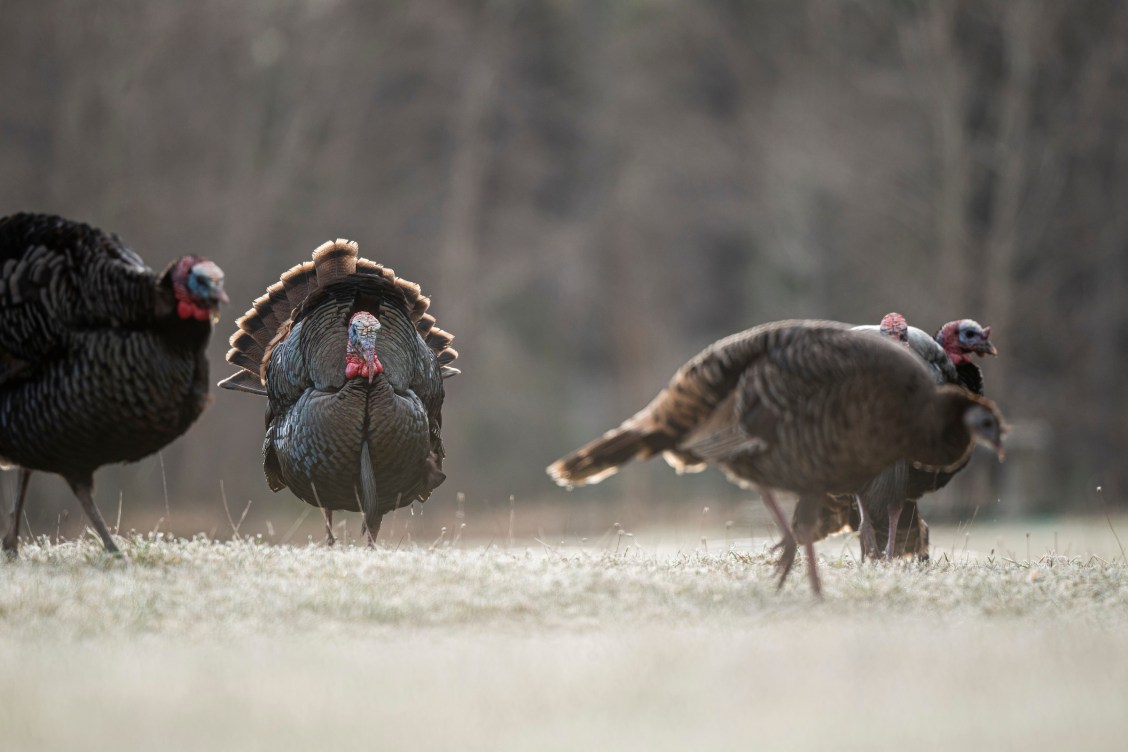 Banning Reaping Won't Solve Turkey Population Declines | Outdoor Life