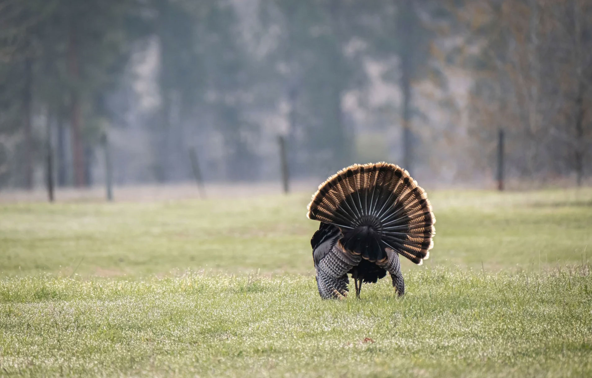 Banning Reaping Won't Solve Turkey Population Declines | Outdoor Life