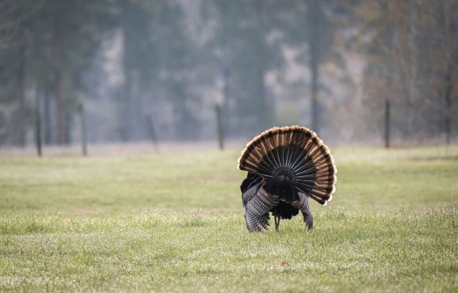 Turkey Sounds: The Ultimate Guide to Wild Turkey Vocalizations ...