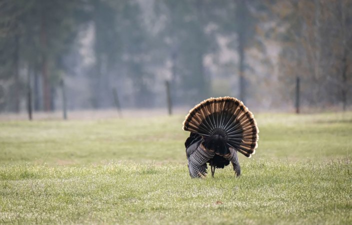 The Case for Banning Reaping and Fanning Turkeys | Outdoor Life