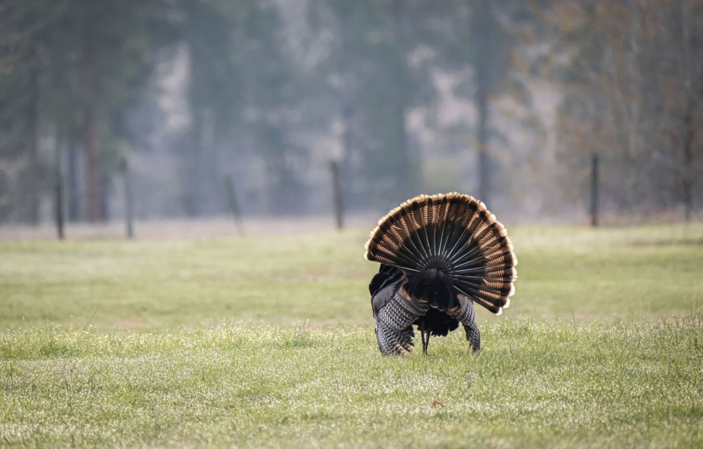 Banning Reaping Won't Solve Turkey Population Declines | Outdoor Life