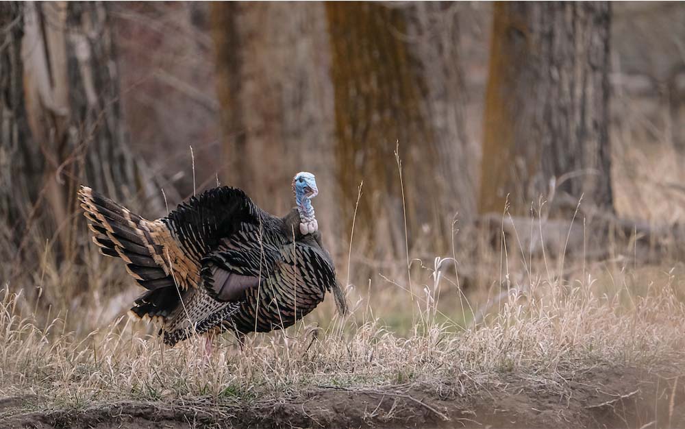 How in the Hell Do You Miss a Turkey? | Outdoor Life