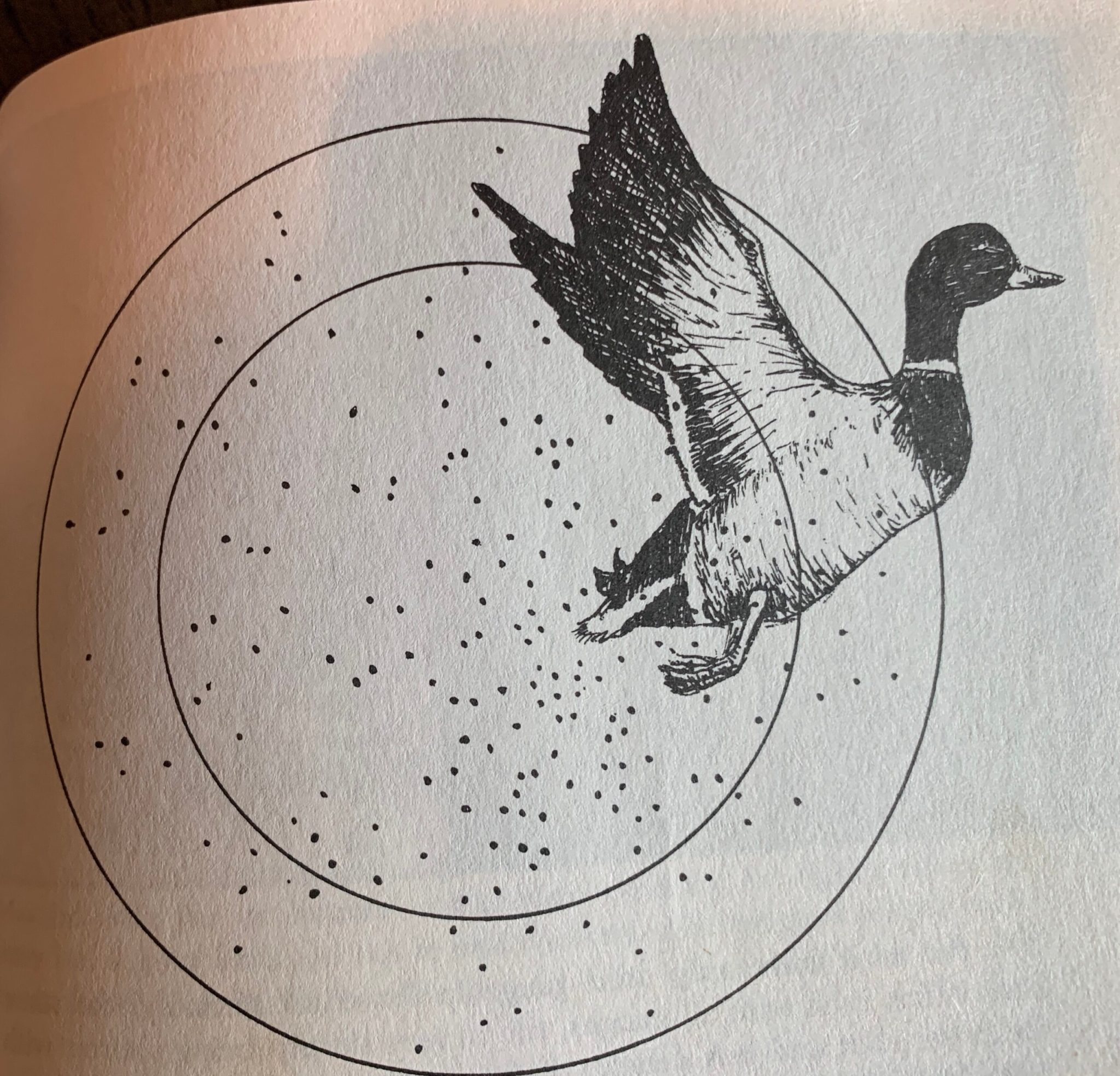 The Truth Behind Shotguns and Shotshell Patterns | Outdoor Life