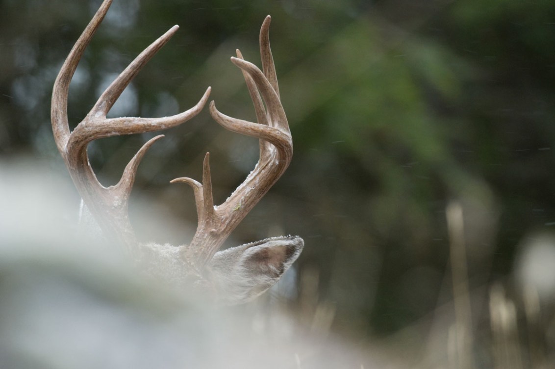 How to Hunt Mountain Whitetails | Outdoor Life