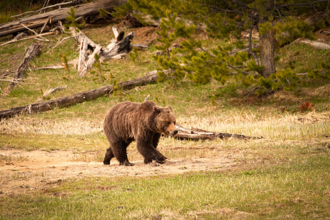 Photos: Massive Yellowstone Grizzly Kills Another Bear | Outdoor Life
