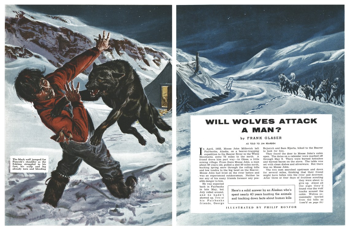 I Was Asked to Investigate a Wolf Attack. Here's What I Found | Outdoor ...