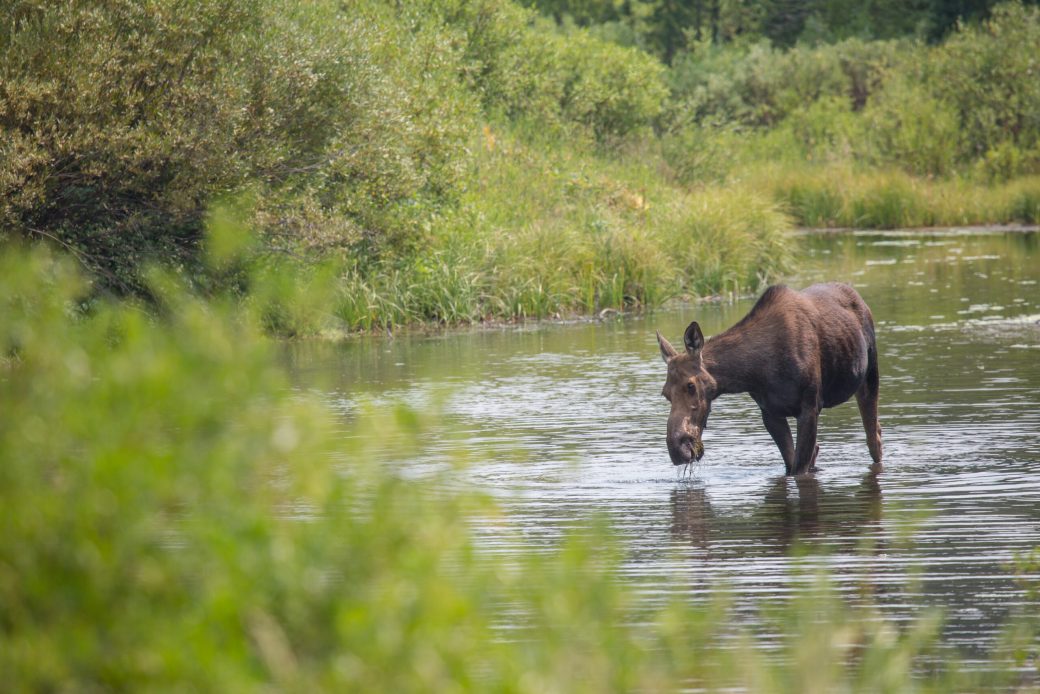 Video: Brown Bear Catches and Kills Moose | Outdoor Life