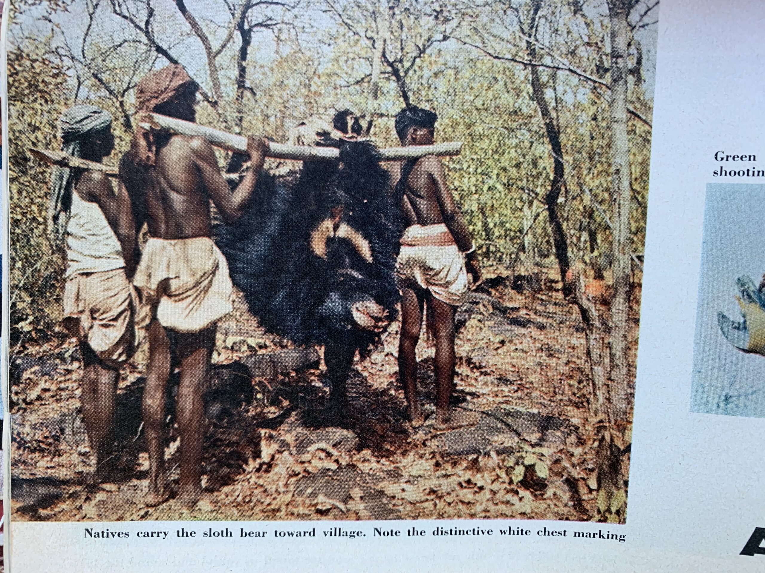 A Killer of Men: A Sloth Bear Hunt From the Archives | Outdoor Life