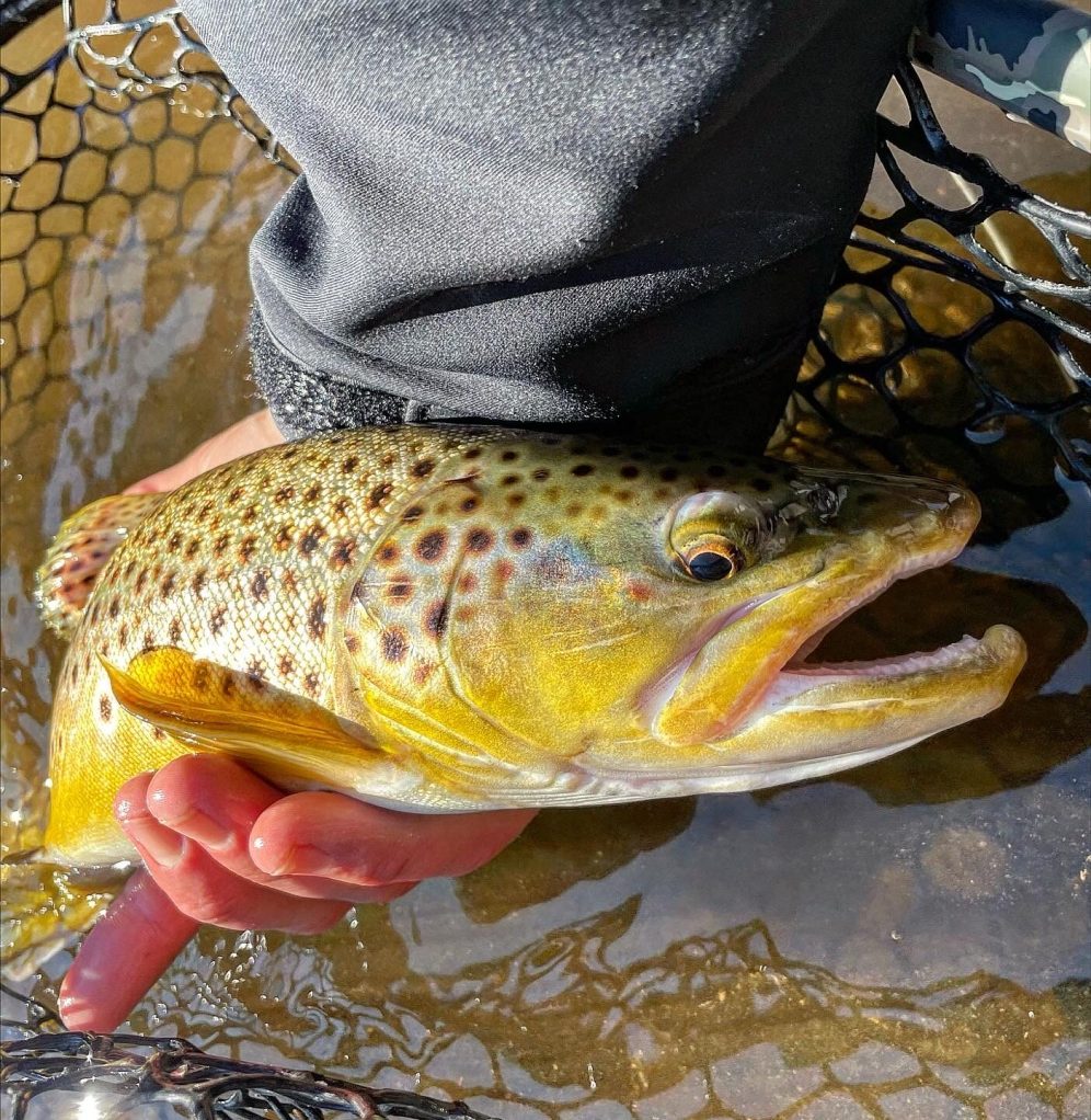 Best Trout Spinning Reels of 2026 | Outdoor Life