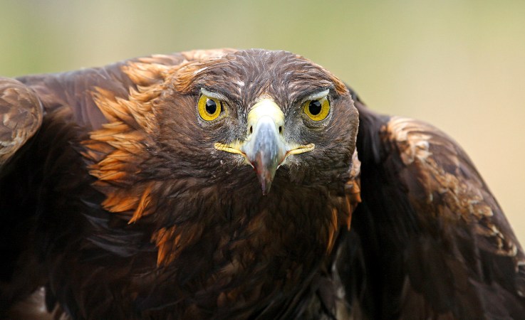 One of Wyoming's Biggest Poaching Busts Ever, Explained | Outdoor Life