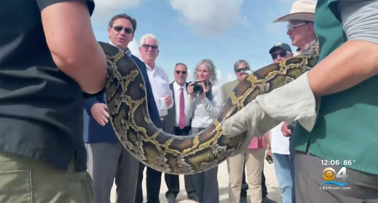 This Is the Biggest Python Ever Recorded in Florida | Outdoor Life