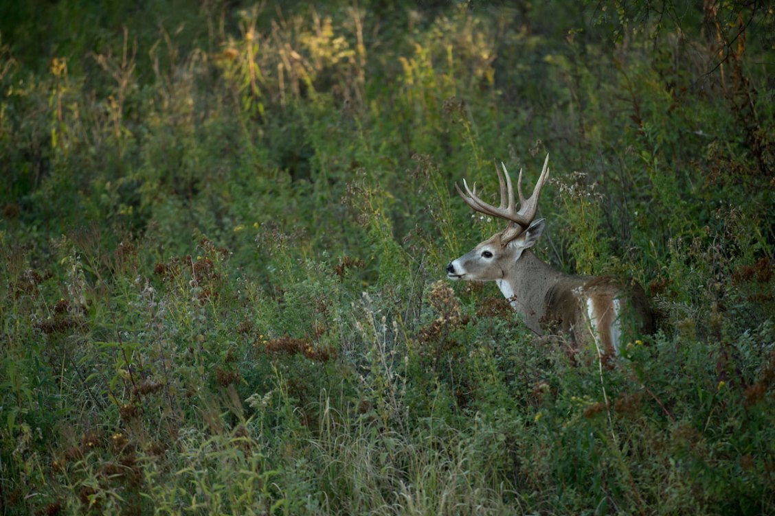 How to Hunt Early Season Deer | Outdoor Life