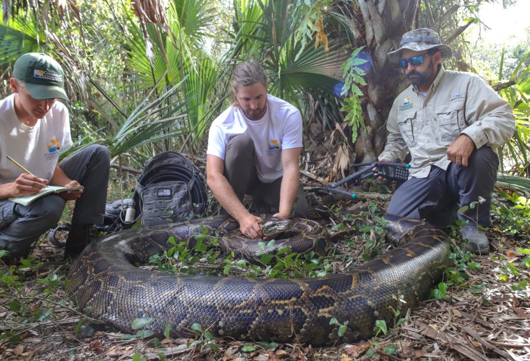 Invasive Burmese Pythons Could Move as Far North as Canada | Outdoor Life