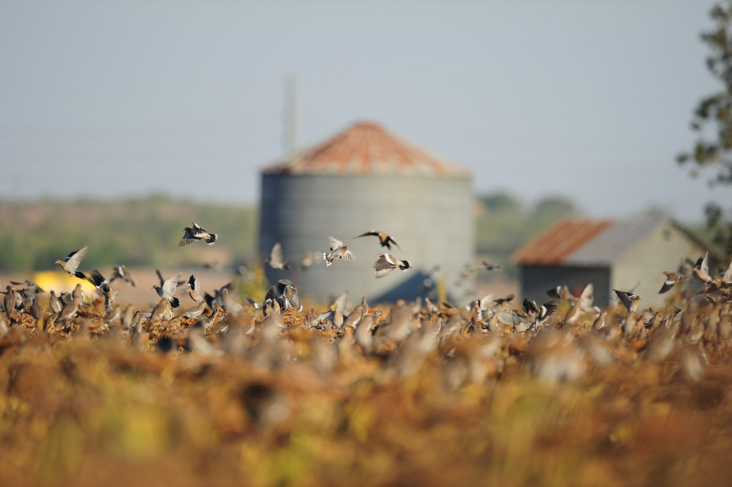 Dove Hunting Tips and Tactics | Outdoor Life