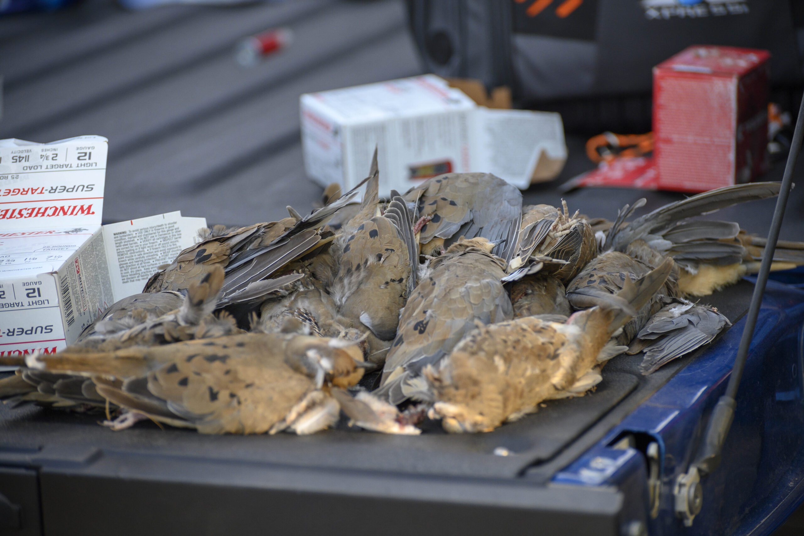 Dove Hunting Tips and Tactics | Outdoor Life