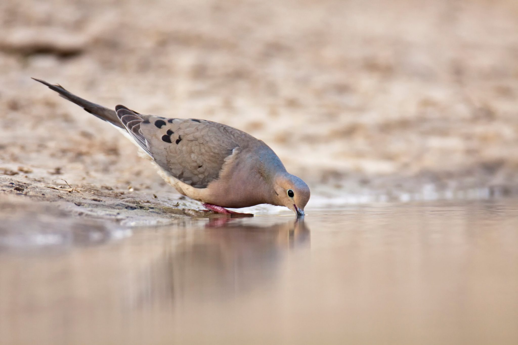 Dove Hunting Tips and Tactics | Outdoor Life