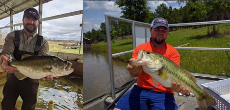 Hybrid Tiger Bass Could Be the Key to Trophy Largemouth in the Mid ...
