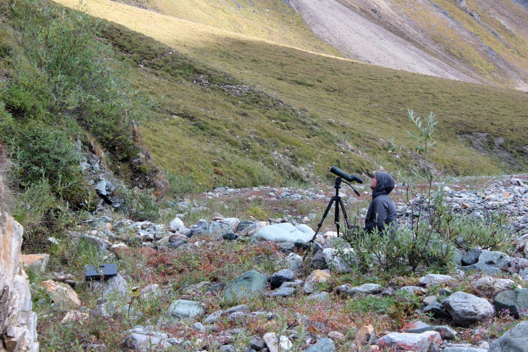 Most Earthworms Aren't Native, and They're Threatening Boreal Forests