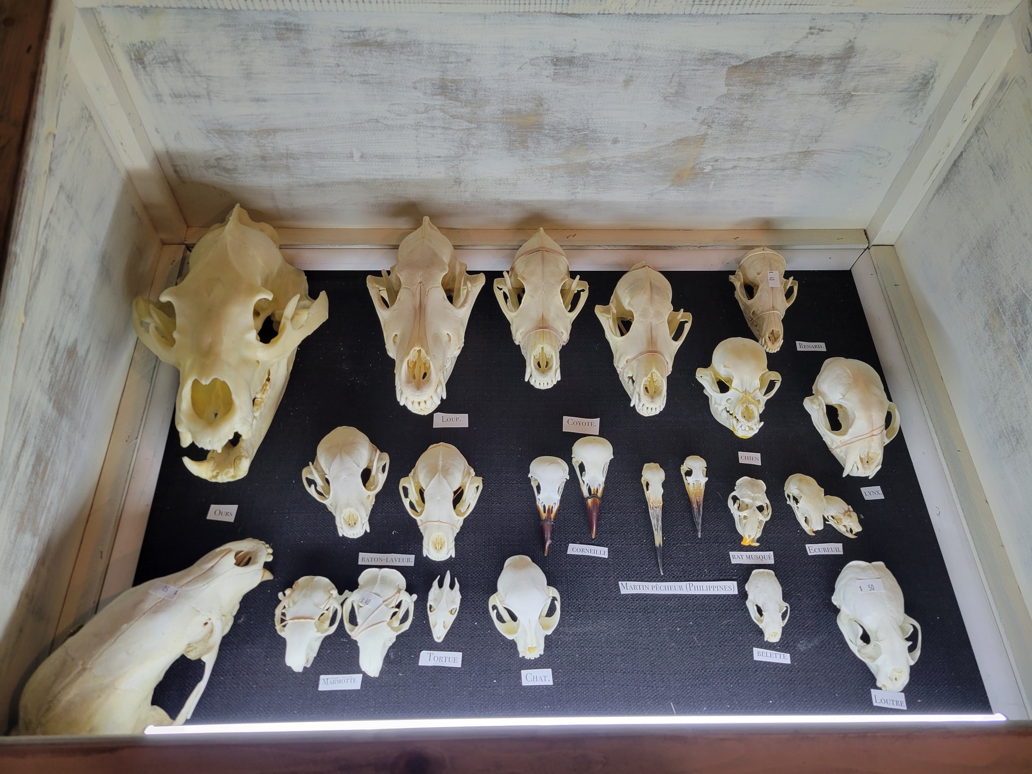 Old Skull Corner Borders