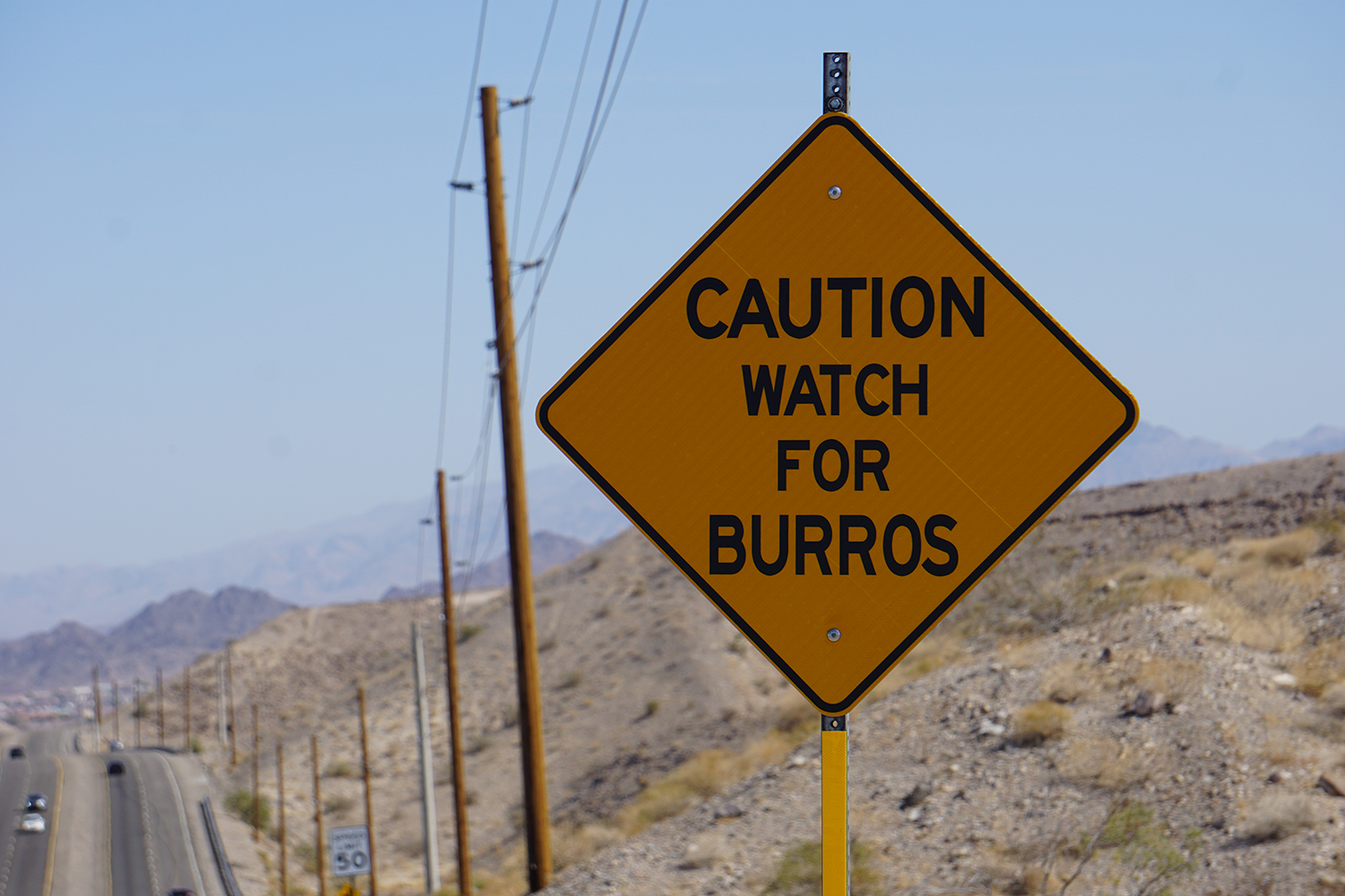 Beasts of Burden: Wild Horses and Burros Are Dying Hard Deaths in the ...