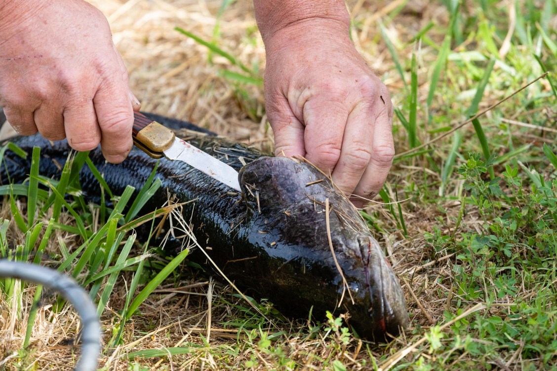 Maryland Will Pay You to Catch and Kill Tagged Snakeheads | Outdoor Life