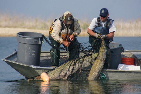 Texas Anglers Catch Melanistic Alligator Gar | Outdoor Life