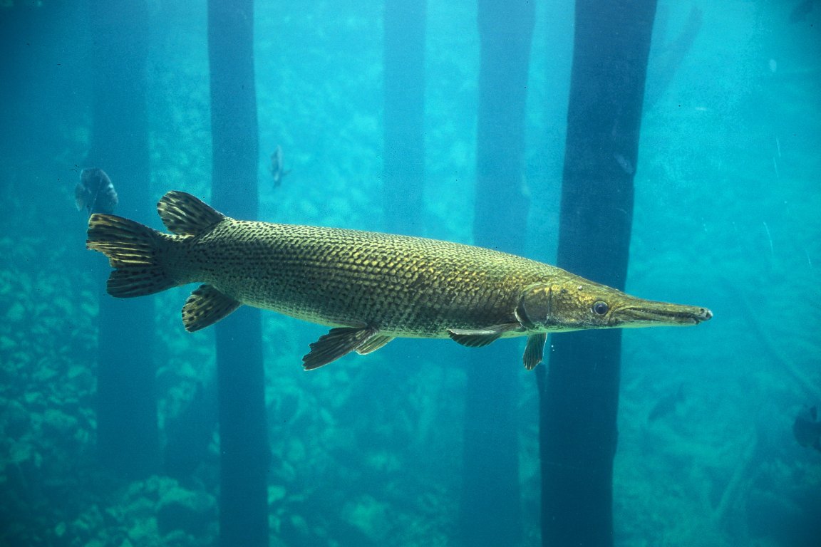 Giant Alligator Gar: Trash Fish or Trophy Gamefish? | Outdoor Life