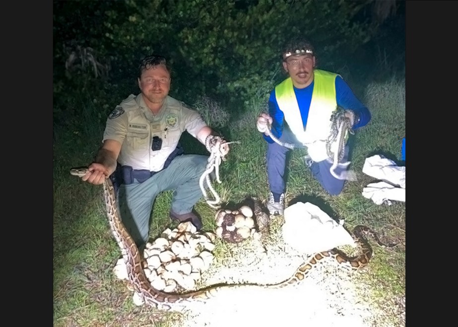 Contractor Discovers Record Nest of 111 Python Eggs | Outdoor Life