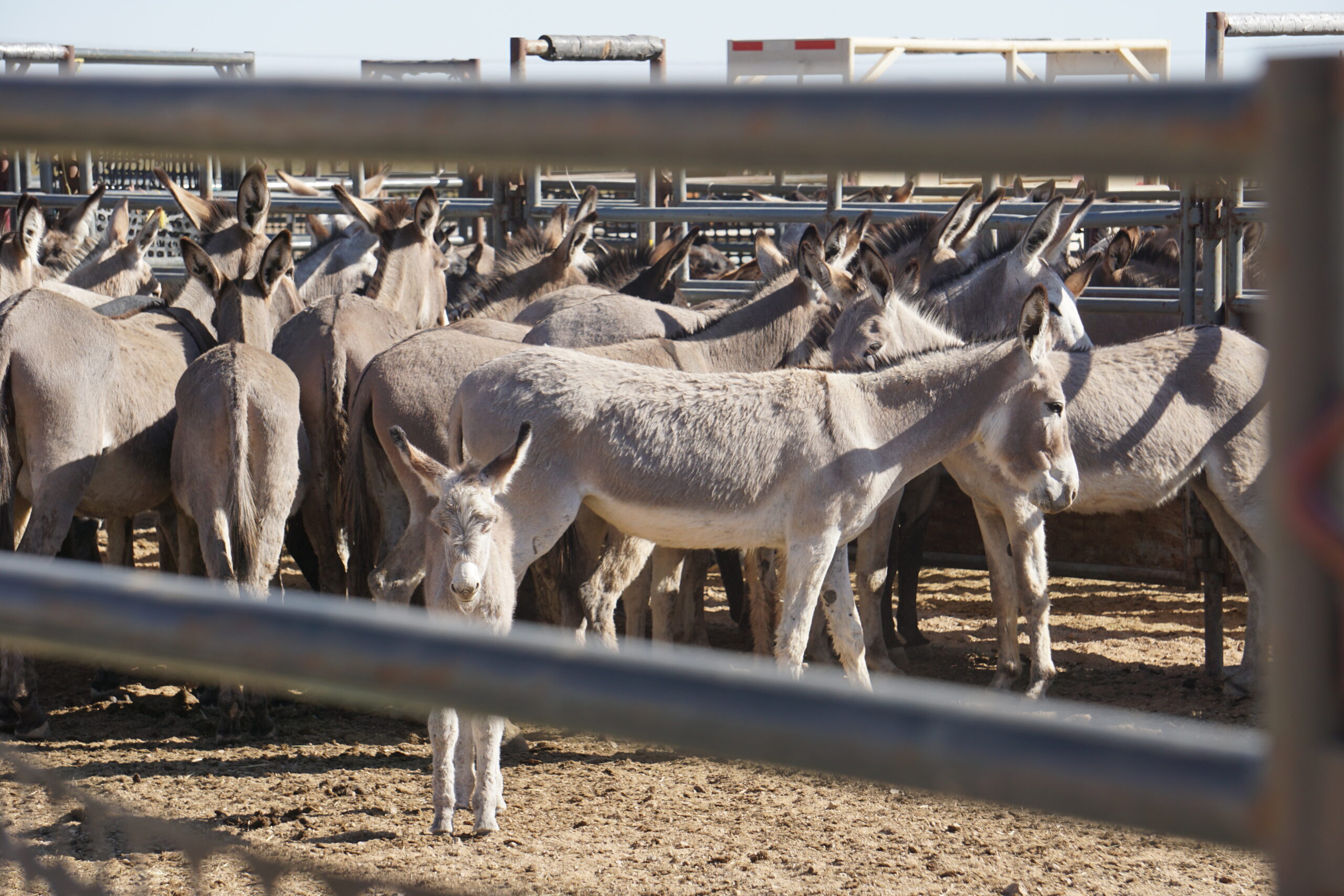 Beasts of Burden: Wild Horses and Burros Are Dying Hard Deaths in the ...