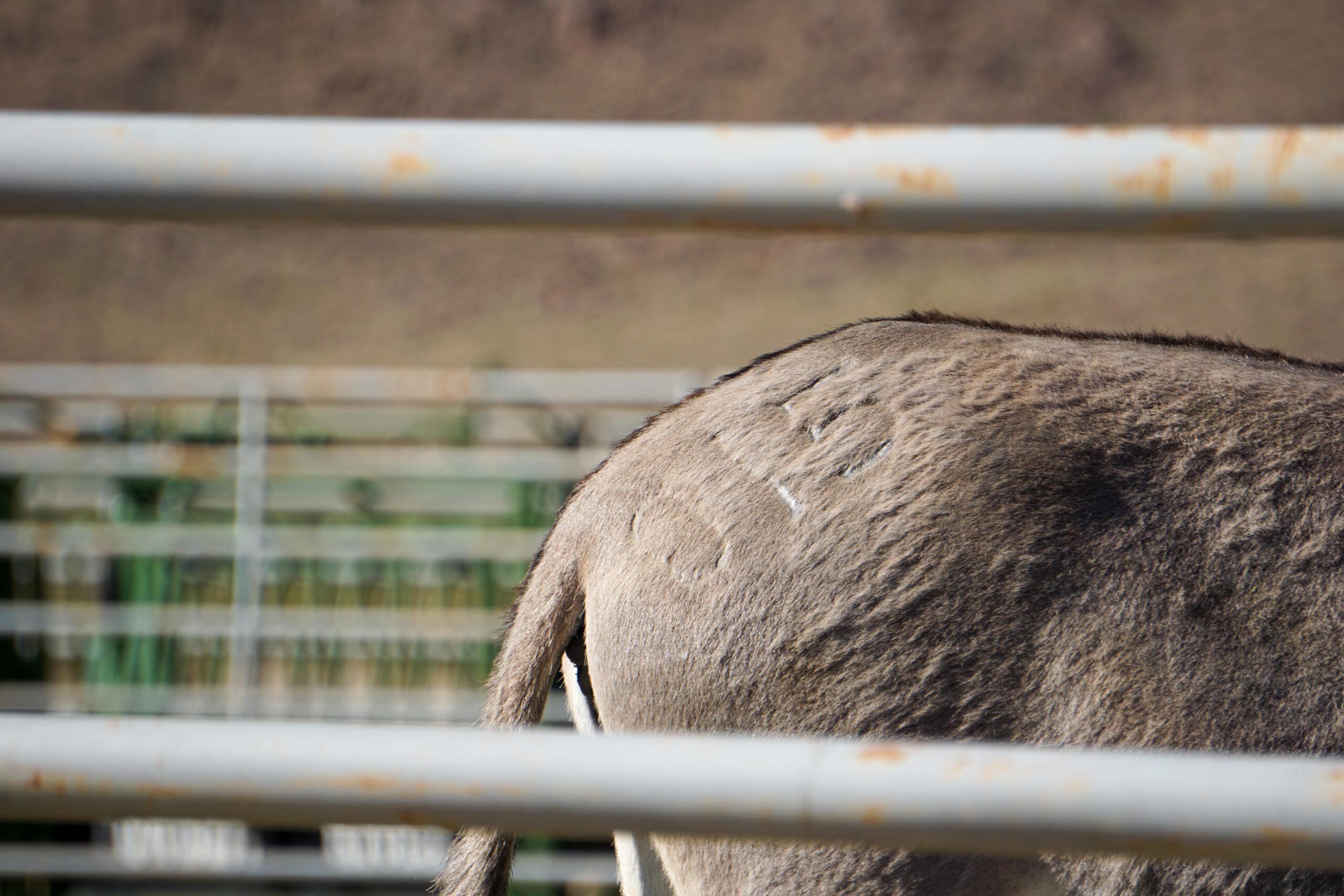 Beasts of Burden: Wild Horses and Burros Are Dying Hard Deaths in the ...