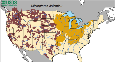Why Smallmouth Bass Are One of the Most Dangerous Fish in the Country ...