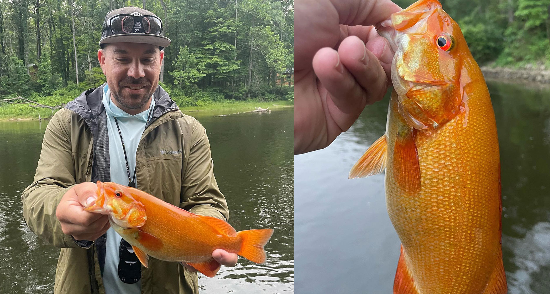 Ultra-Rare Orange Smallmouth Bass Caught in Michigan | Outdoor Life