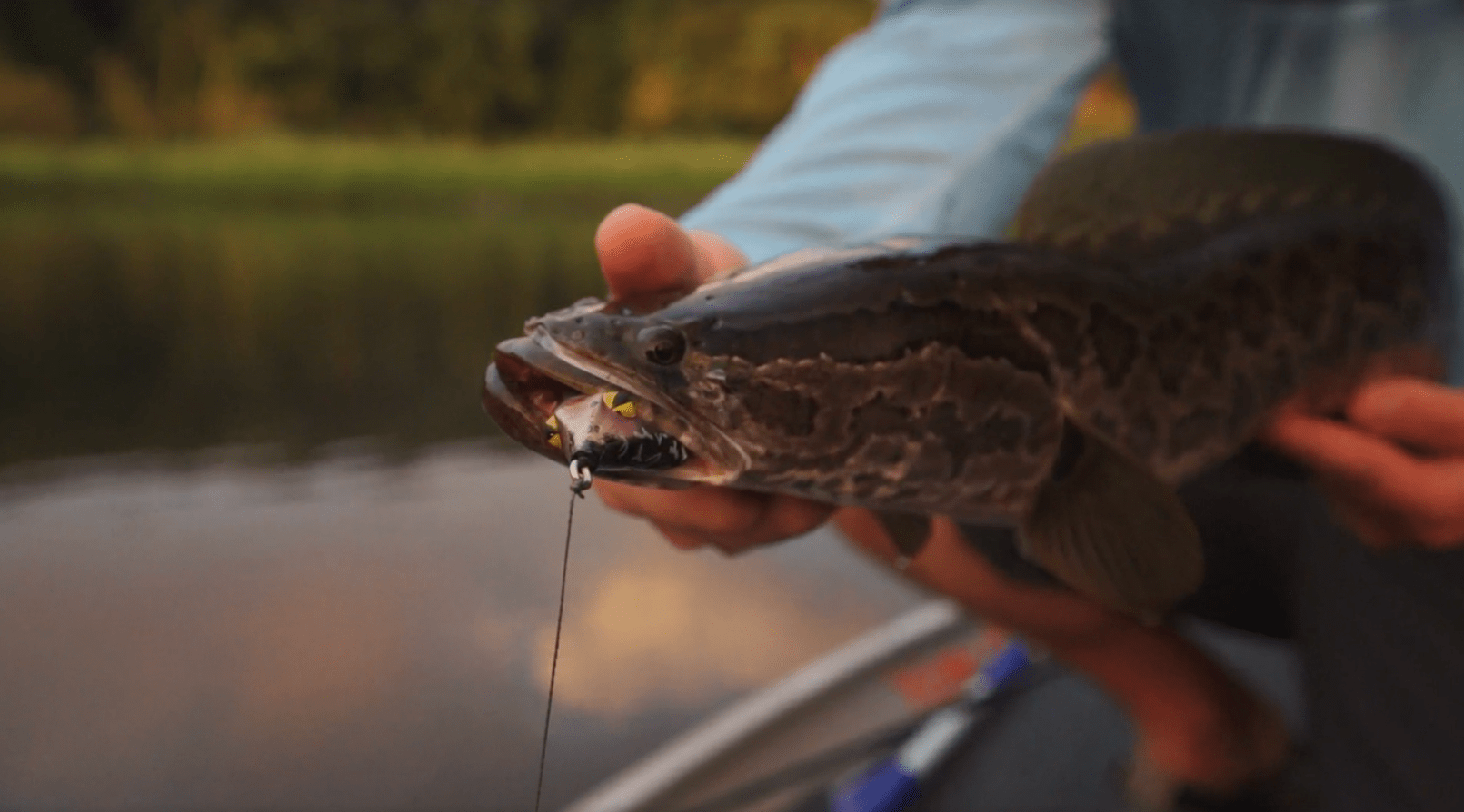 How to Catch Snakeheads | Outdoor Life