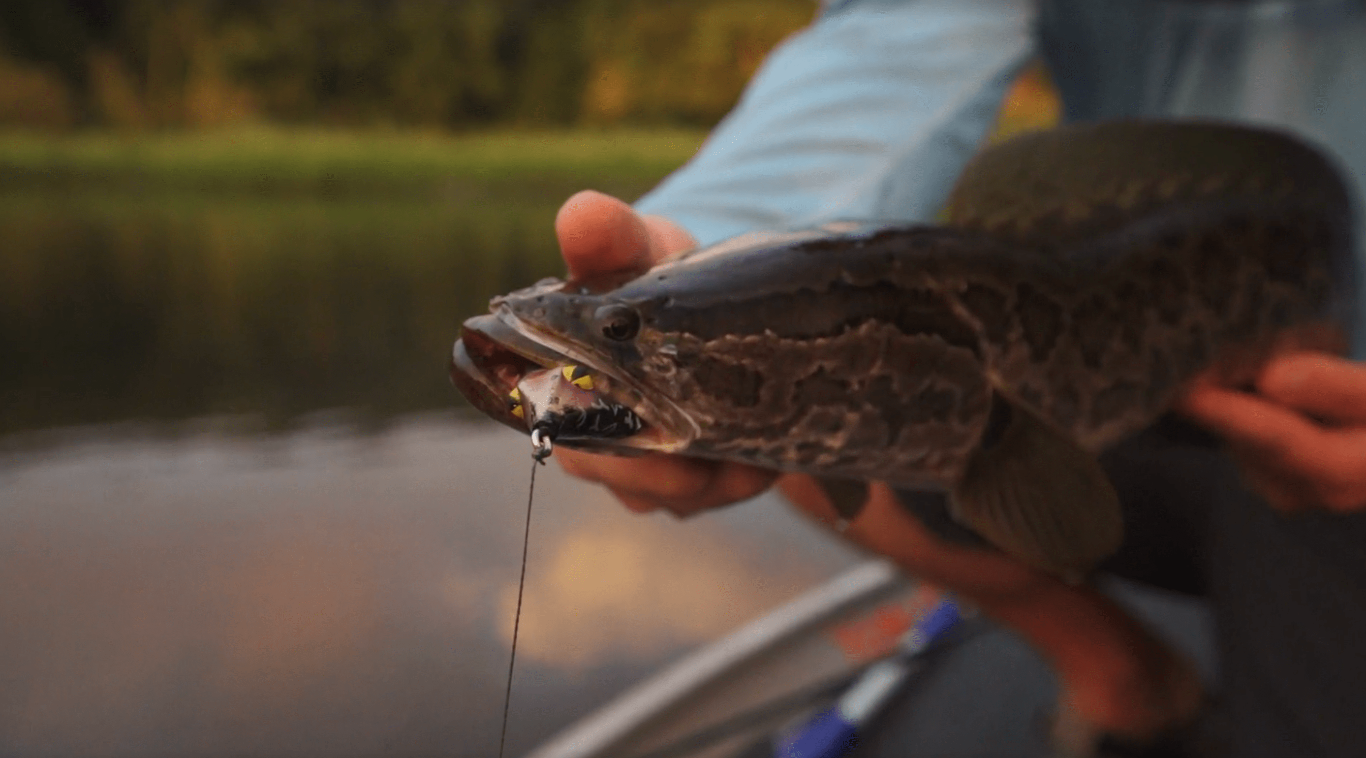 How to Catch Snakeheads | Outdoor Life