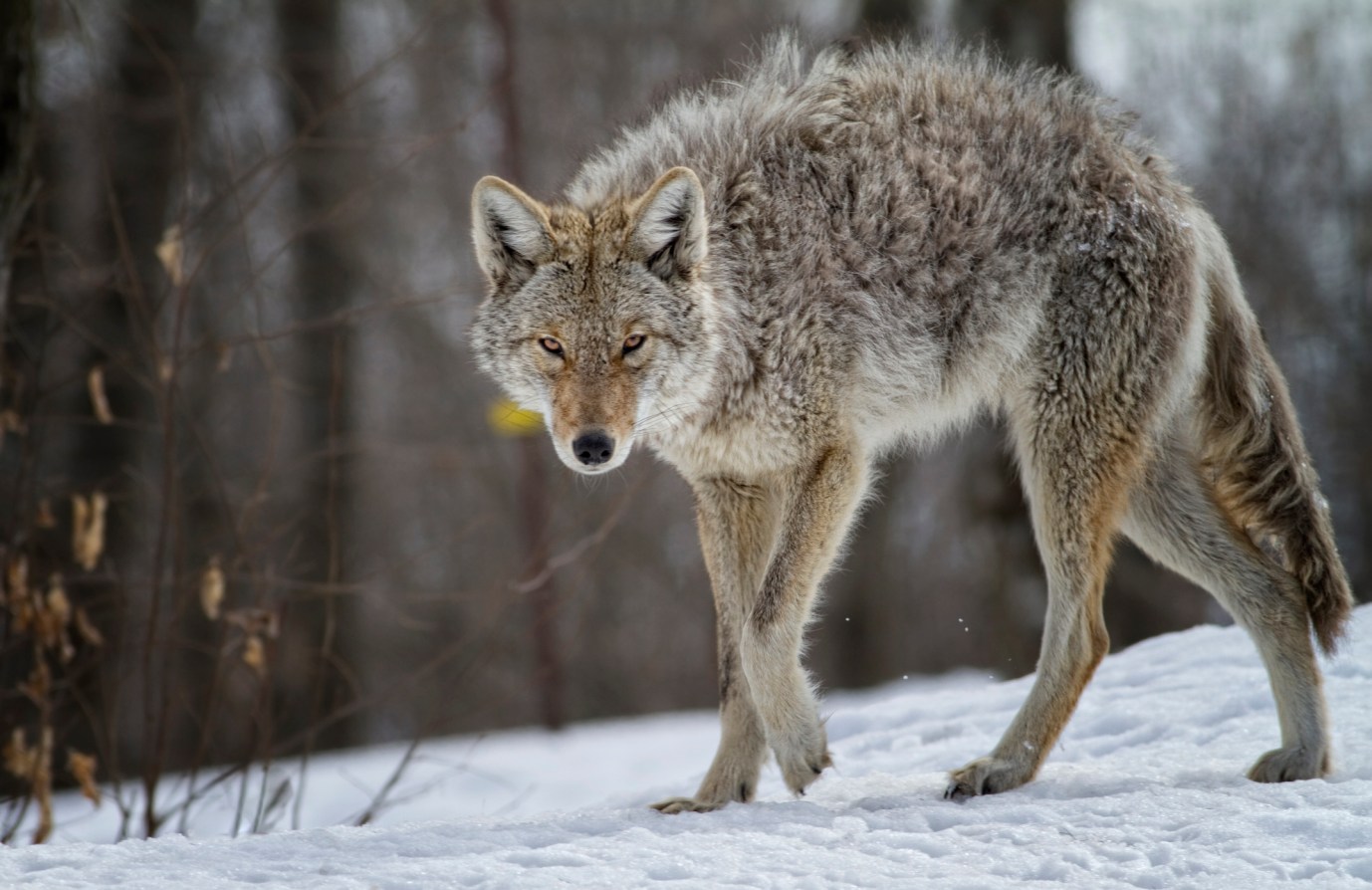 Wolves in New York? | Outdoor Life