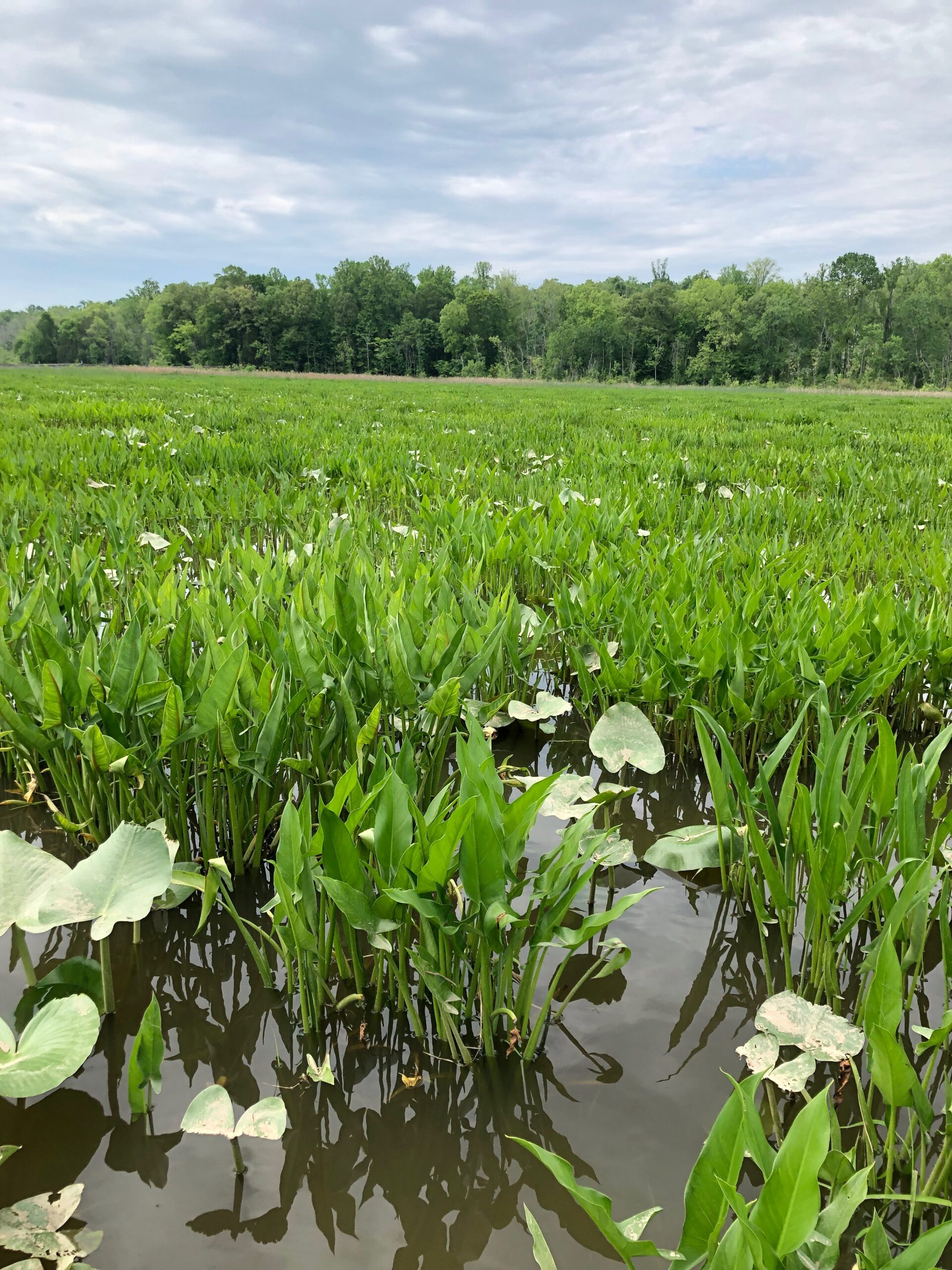 How to Catch Snakeheads | Outdoor Life