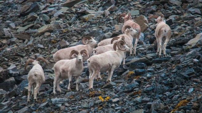 Feds Close the Central Brooks Range to Sheep Hunters | Outdoor Life