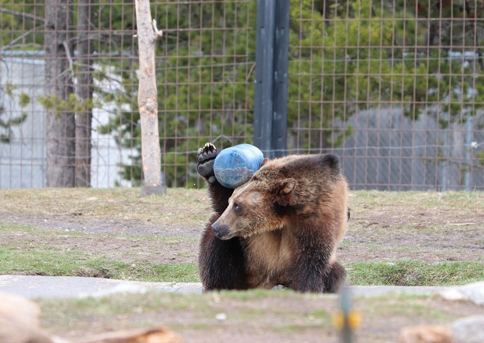 How Bear Cans are Certified as "Bear Resistant" | Outdoor Life