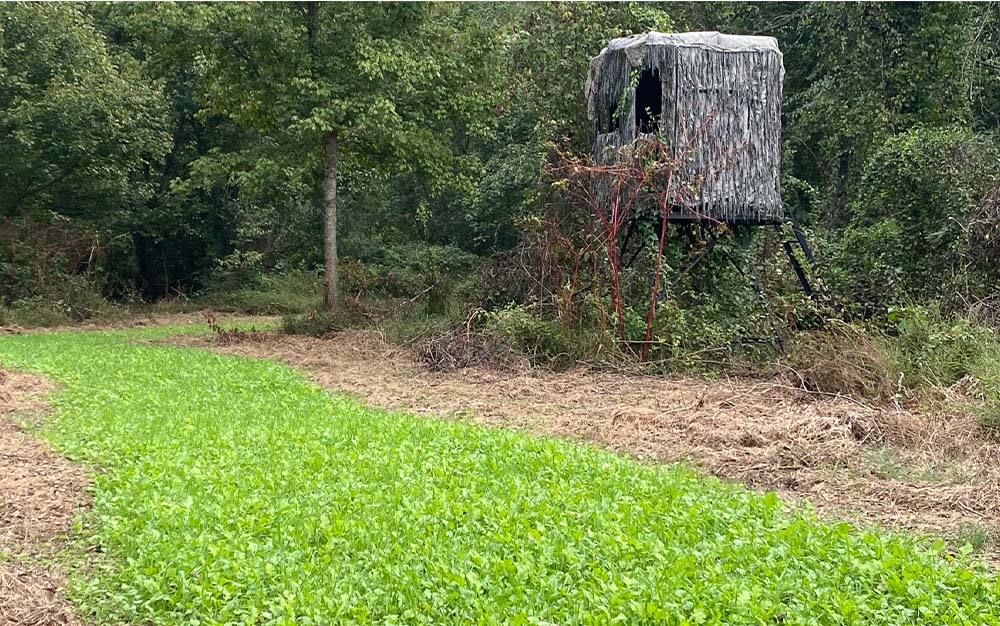 Best Food Plots for Deer of 2024 | Outdoor Life