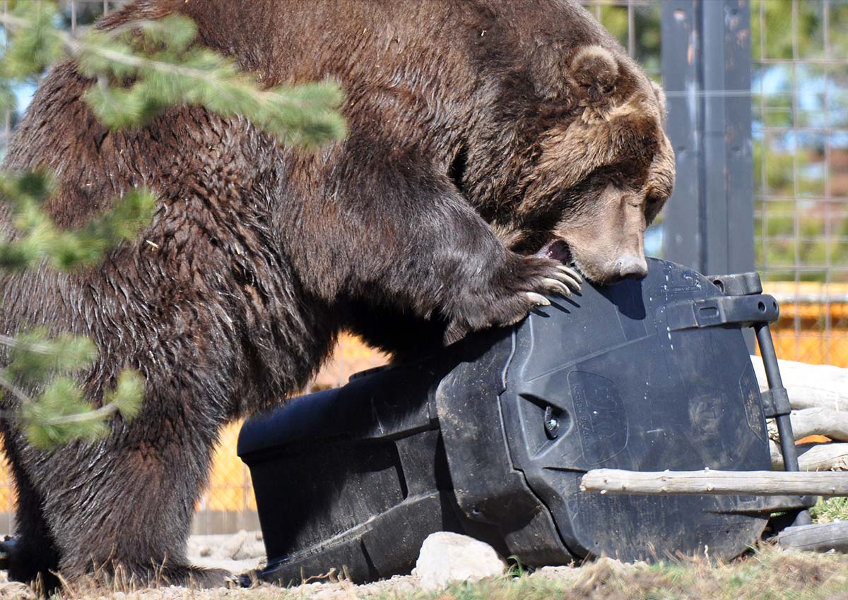 How Bear Cans are Certified as "Bear Resistant" | Outdoor Life