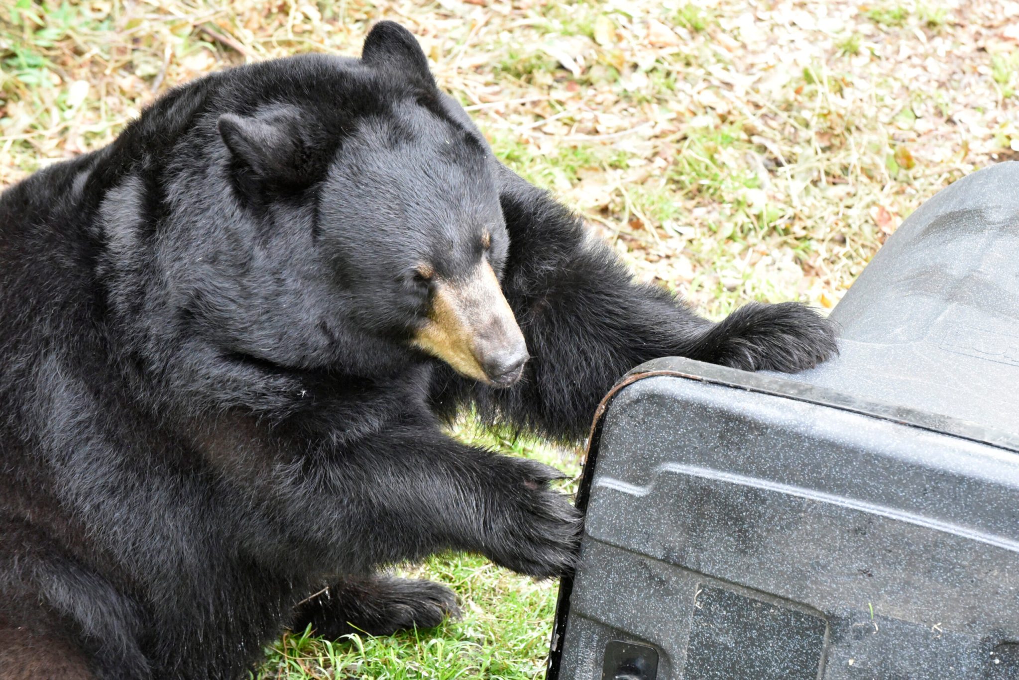 Piebald Black Bear Caught on Camera in Washington State | Outdoor Life
