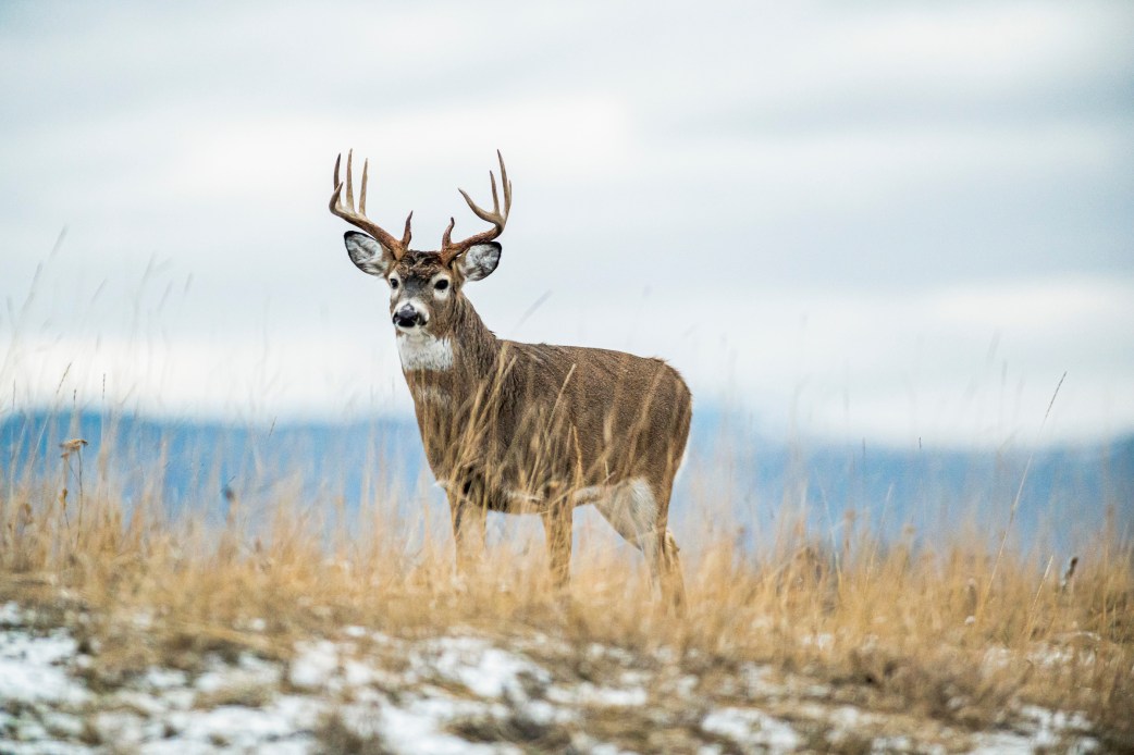 Auctioned Mule Deer Tag Sells for $725K, Sets All-Time Record | Outdoor ...