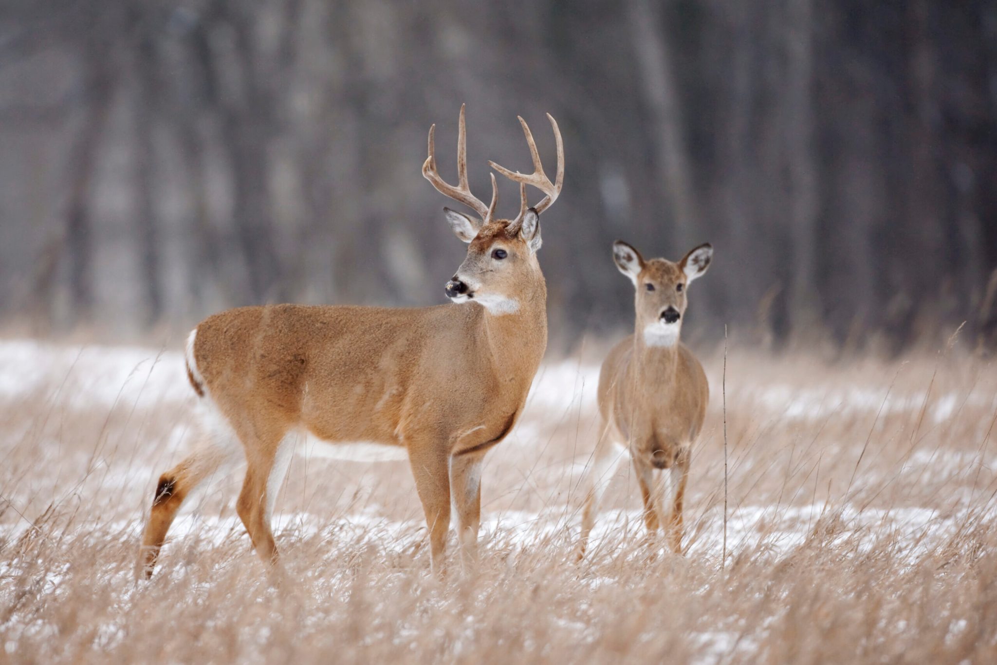 Deer Hunting Season 2022 Forecast: A State-by-State Guide | Outdoor Life