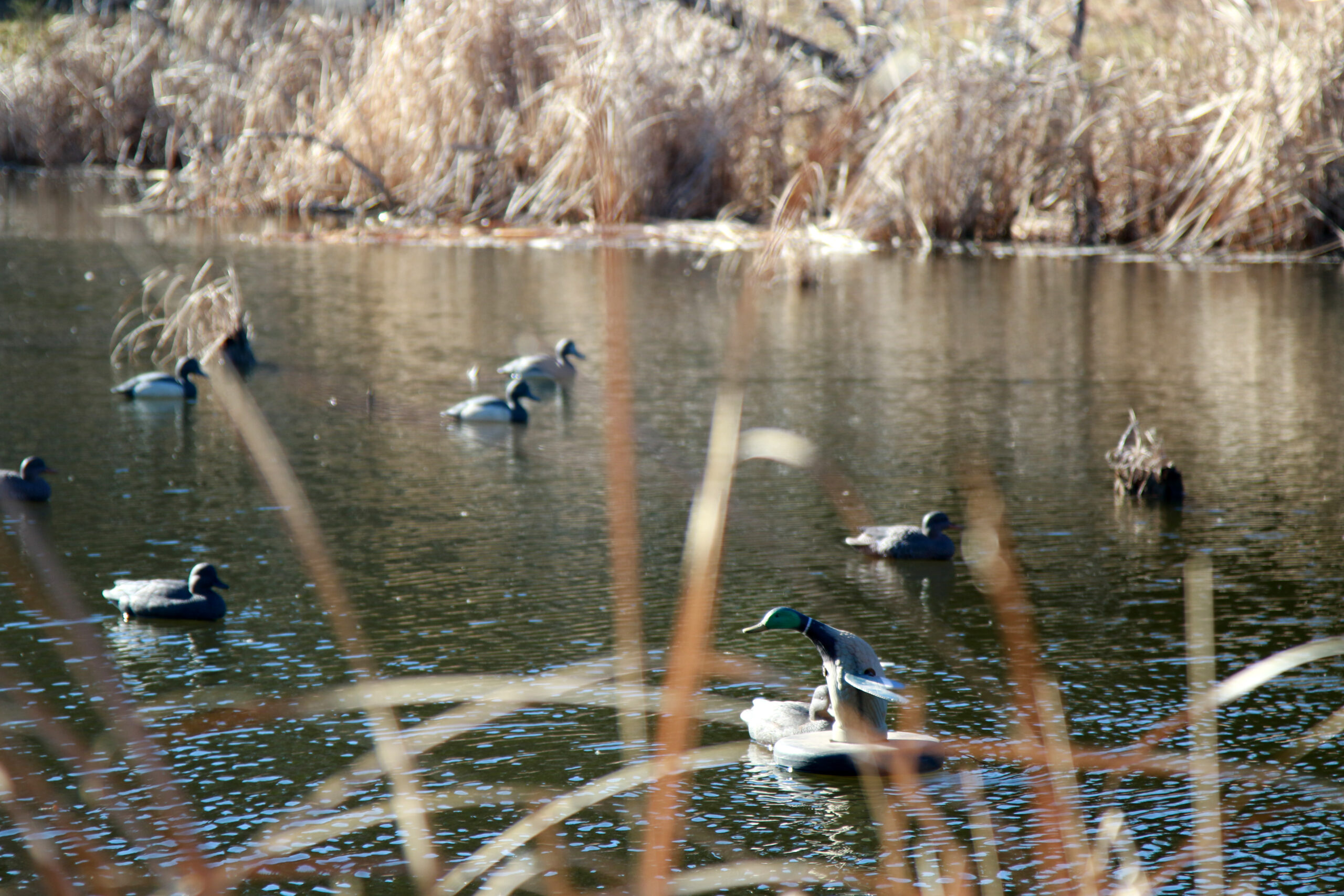 How to Hunt Ducks | Outdoor Life