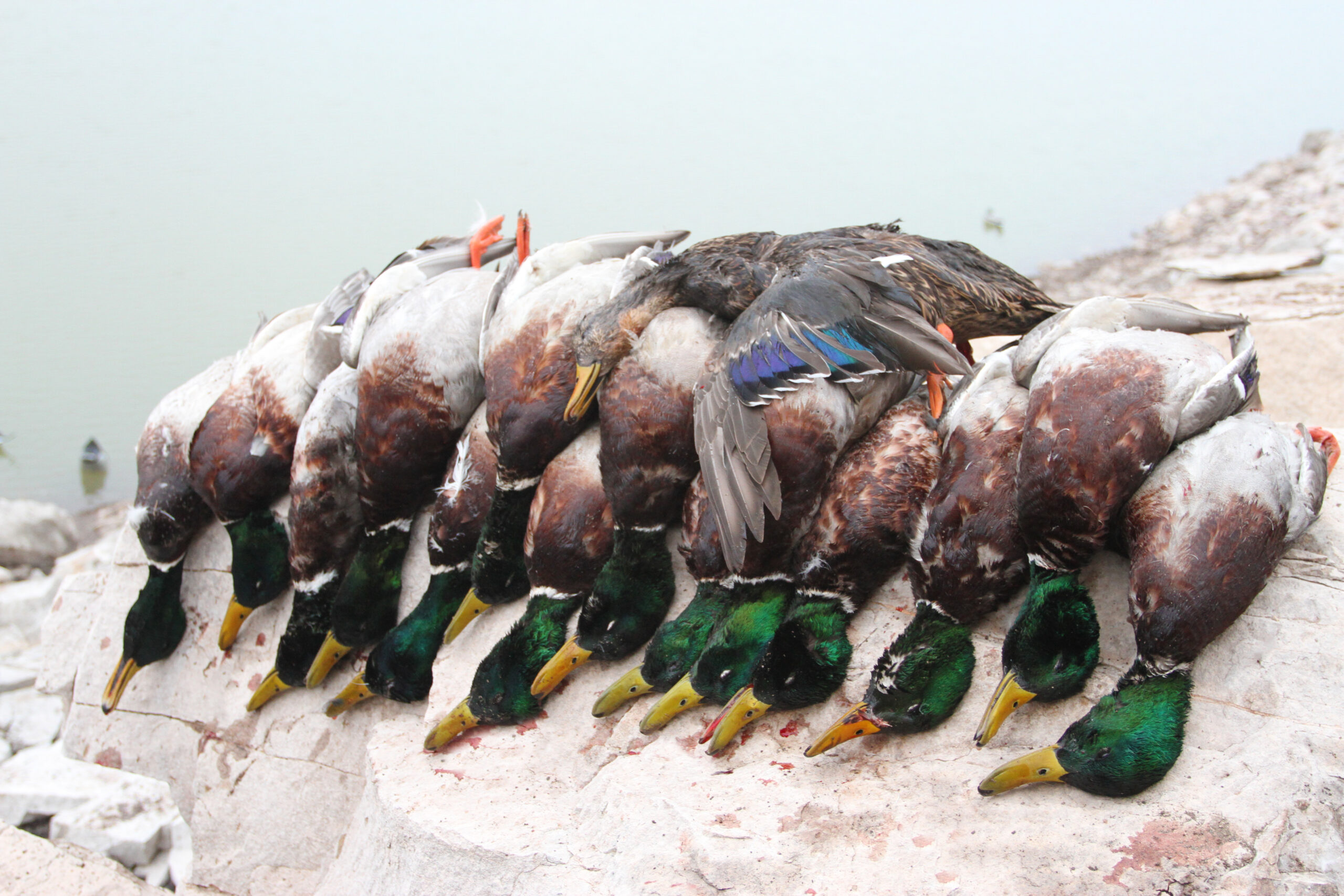 How to Hunt Ducks | Outdoor Life