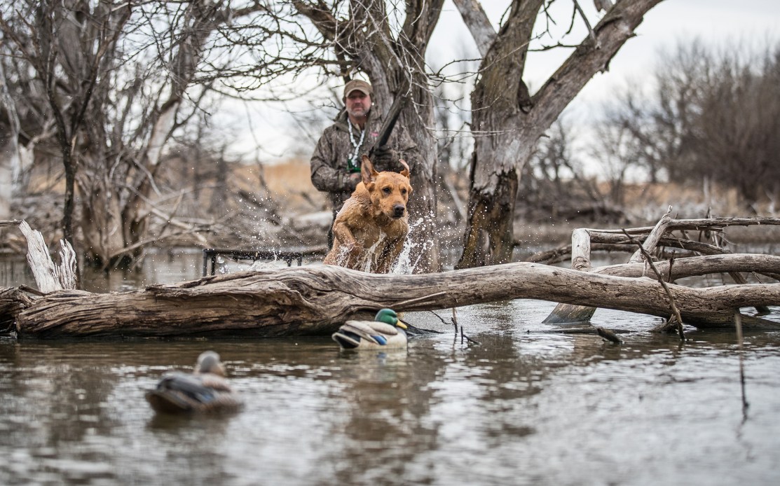 Best Duck Hunting Dogs | Outdoor Life