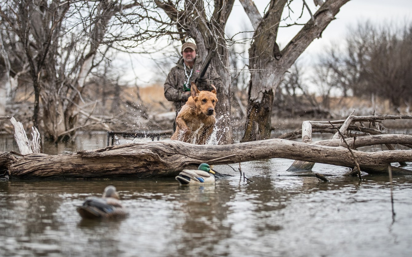Best Duck Hunting Dogs | Outdoor Life